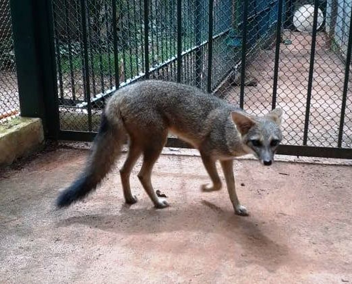 Filhote de raposa-do-campo é a nova integrante do Zoológico de ...
