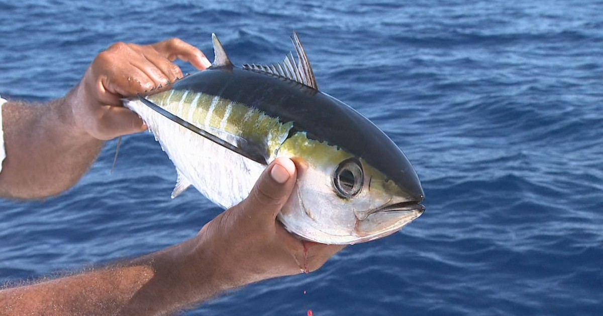 G1 - Albacora - notícias em Fauna