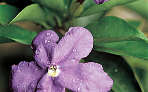 5 plantas perfumadas para você ter em casa - Casa e Jardim | Flores