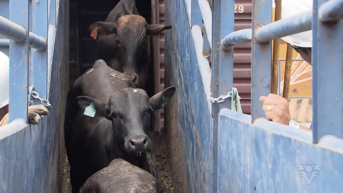 JT2: Empresa é multada em R$ 2 mi após cheiro de estrume se espalhar em ...