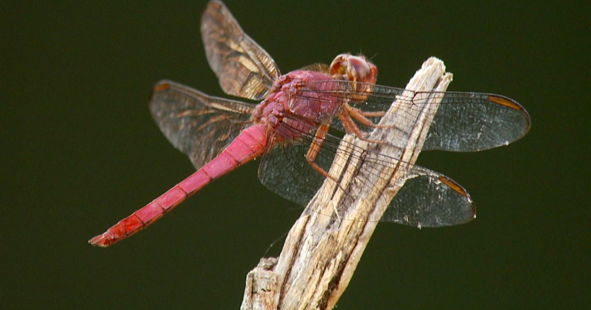 G1 - Libélula - notícias em Fauna