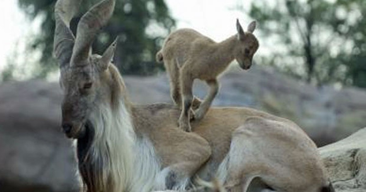 Natureza - Animal-símbolo do Paquistão tem população em crescimento