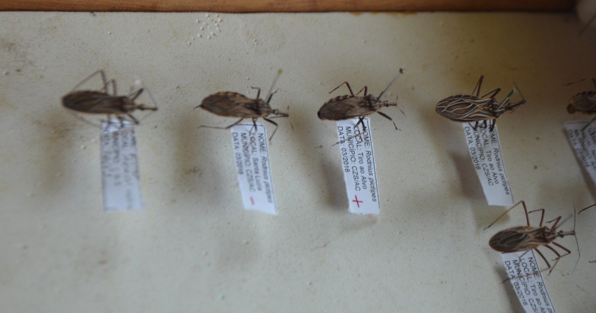 G1 - Exames acham transmissor da doença de Chagas em amostras de açaí ...