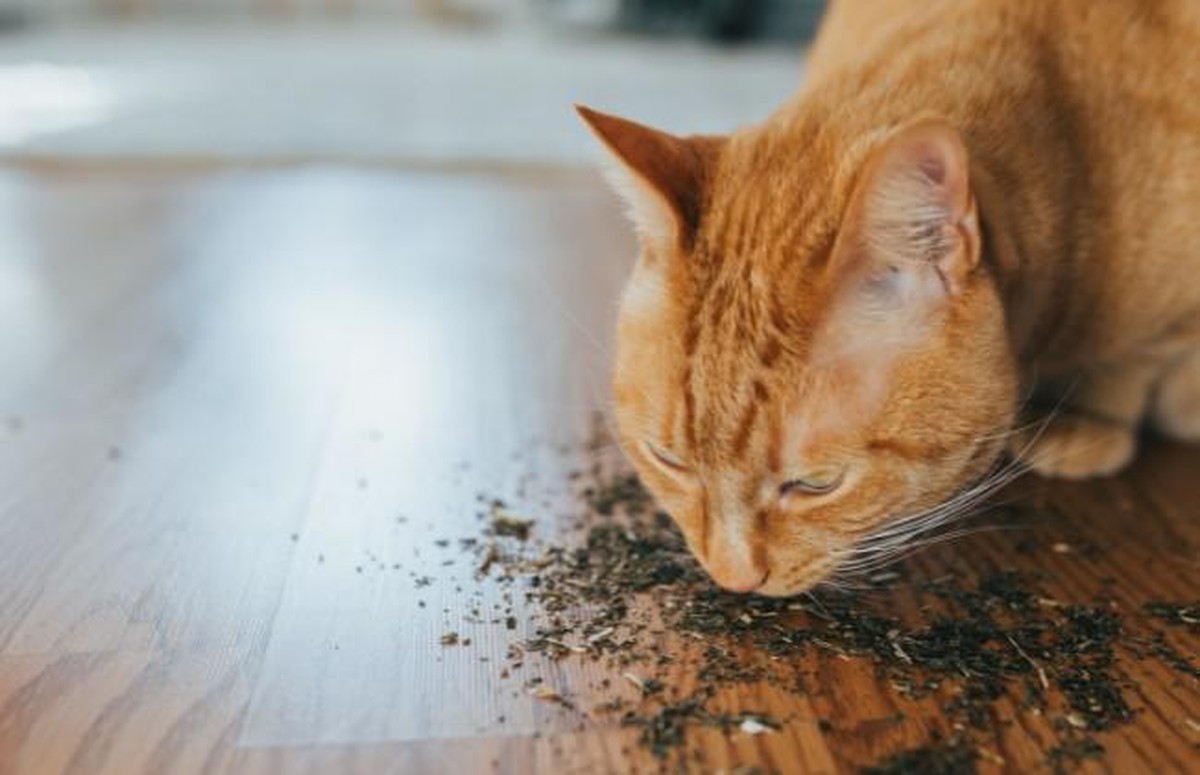 Catnip: o que você precisa saber antes de oferecer a erva ao seu gato ...