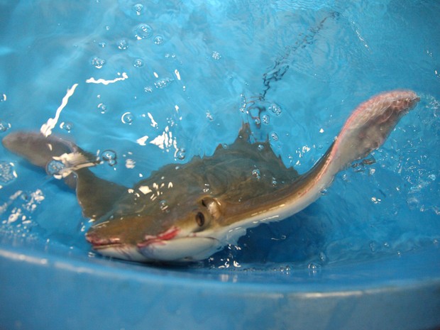 G1 - Raia é encontrada debilitada em praia de Santos e recebe cuidados ...