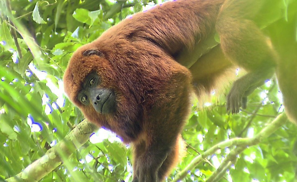 Espécie de primata inspirou nome de cidades e de rios brasileiros ...