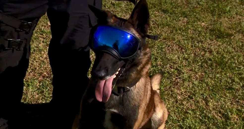 Com óculos especiais, cães são treinados para operações no sistema ...