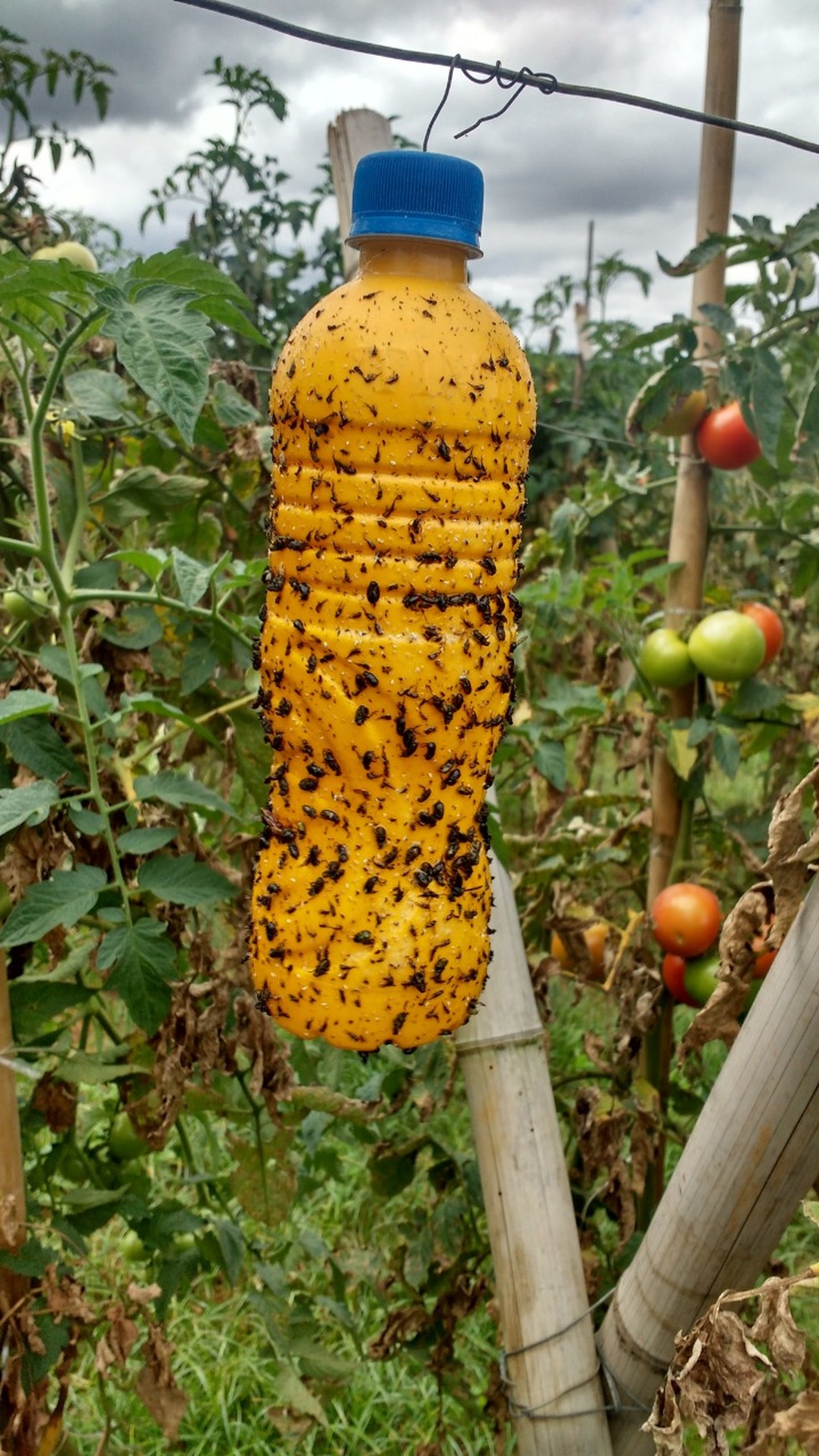 Projeto de SC sobre armadilhas de baixo custo para insetos vence prêmio ...