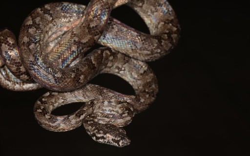 Nova espécie de jiboia é descoberta após 133 anos na República ...