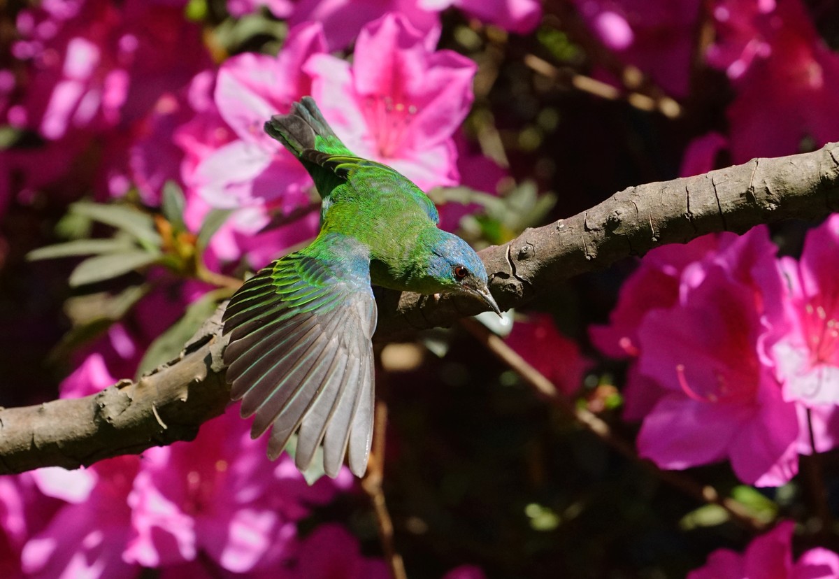Primavera simboliza renovação e indica novo ciclo para as aves ...