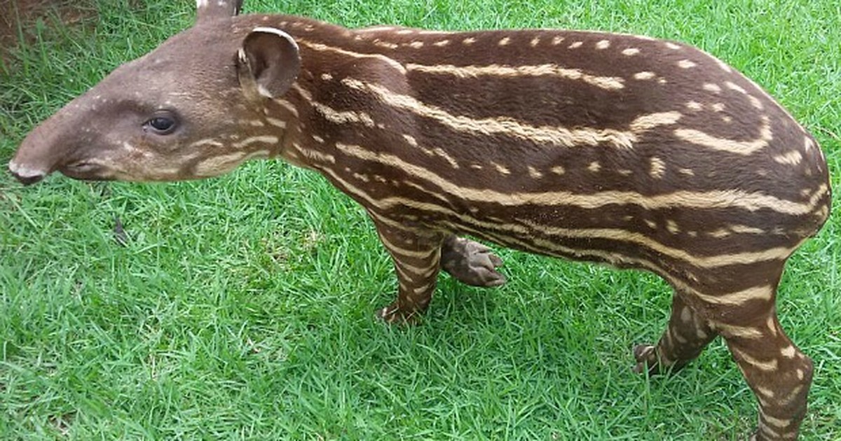 G1 - Filhote de anta é resgatado em comunidade no interior do AM ...