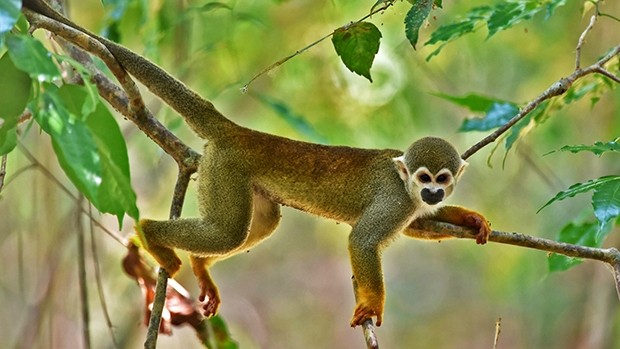 G1 - No Dia da Amazônia, Terra da Gente destaca espécies que vivem na ...