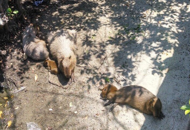 G1 - Família de capivaras chama atenção de cariocas e turistas na Zona ...