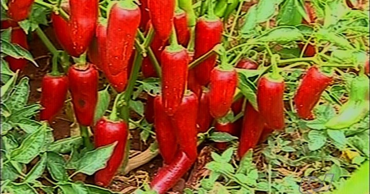 G1 - Produtores de pimenta podem colher 40 toneladas do produto em ...