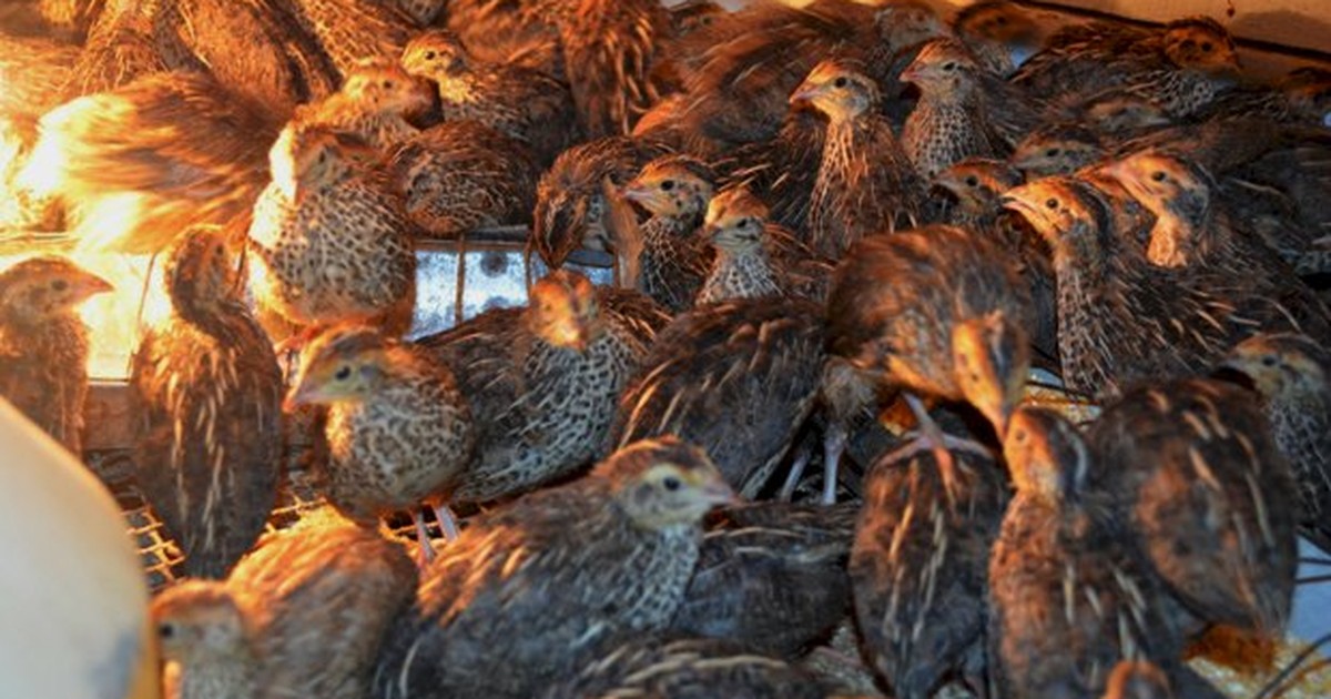 G1 - Baixo custo atrai novos criadores de codornas, em Vilhena, RO ...