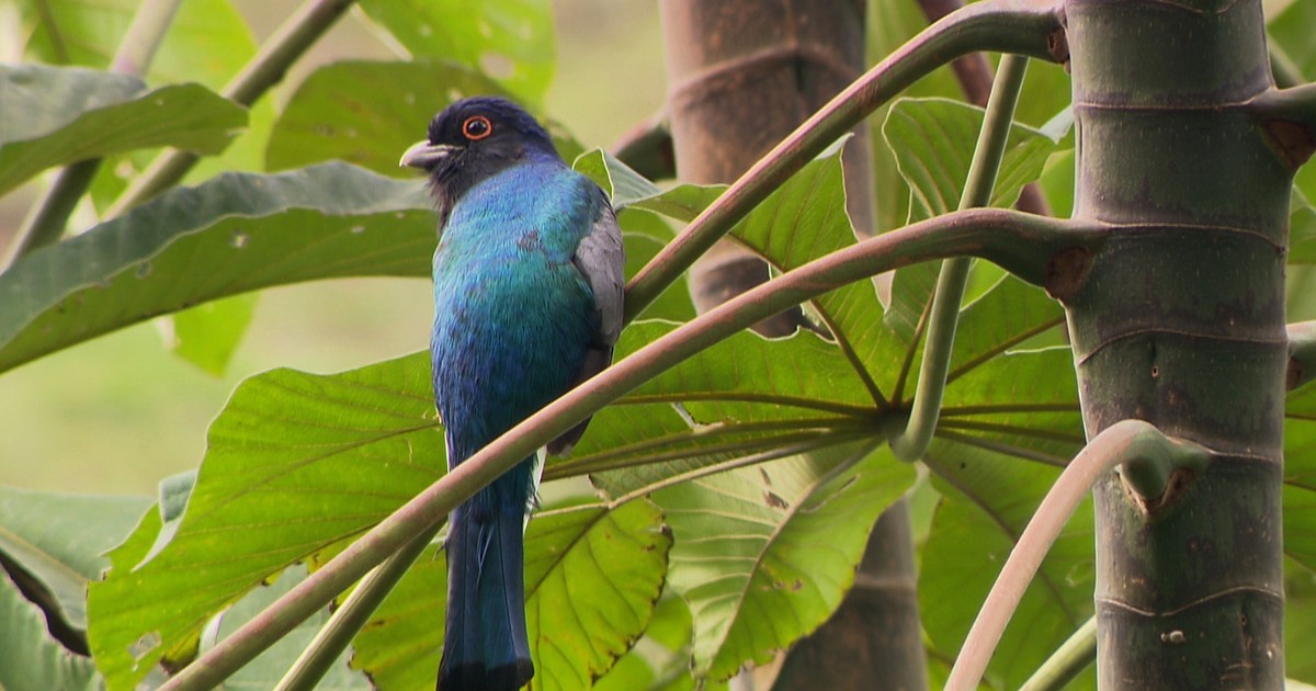 G1 - Aves da Mata Atlântica são filmadas pelo Terra da Gente no Rio de ...