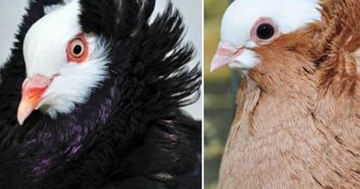 Natureza - Cientistas traçam origem de pombos para entender variações ...