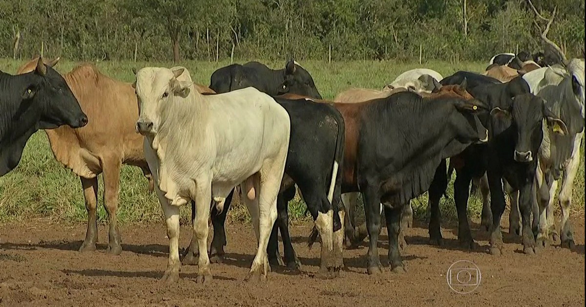 Agronegócios - Preço do gado magro sobe e fazer a reposição está mais ...