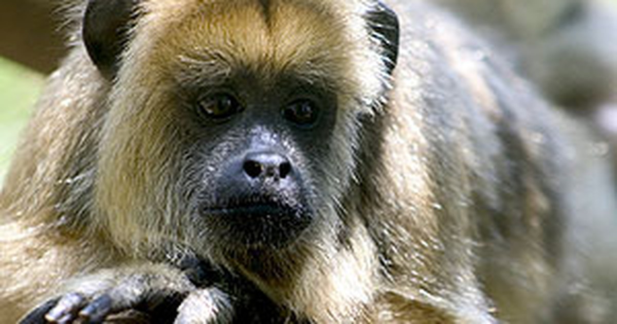 G1 - Macacos do Zoo de Salvador vão ganhar nova casa esta semana ...