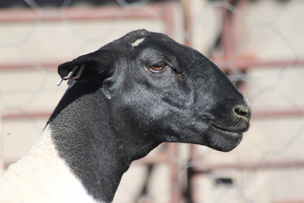 Entenda por que os ovinos Dorper ganharam o Brasil | MF Rural ...