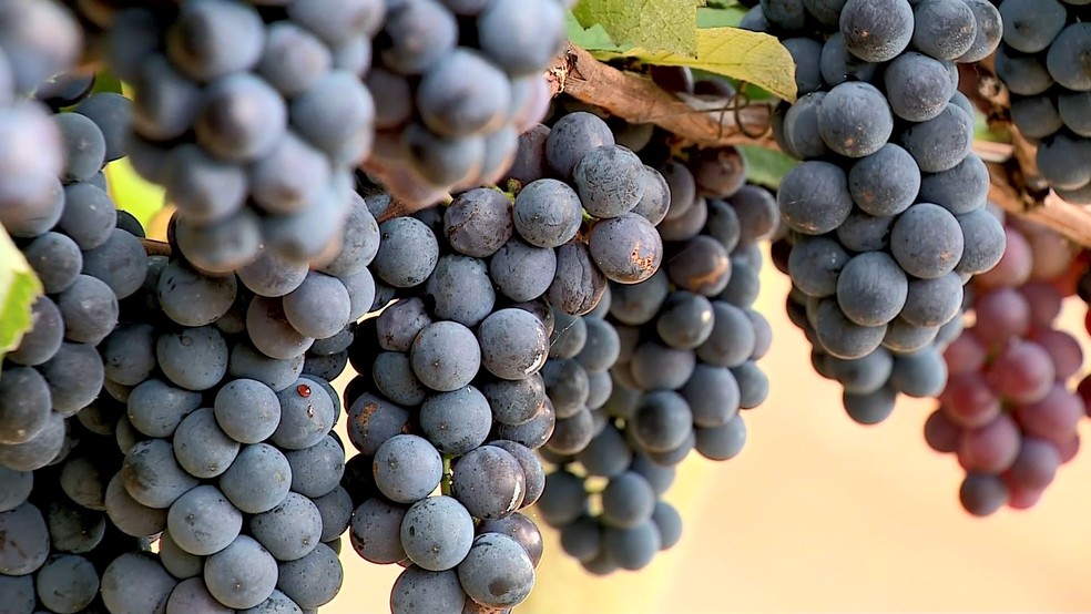 Produção de uva cresce em Santa Teresa e expectativa é de safra ...