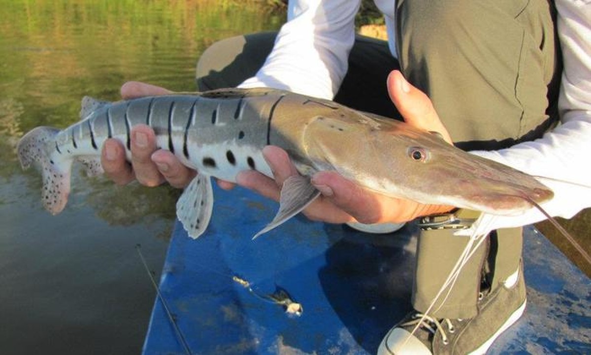 Período do defeso do surubim e caparari inicia dia 15 no Amazonas ...