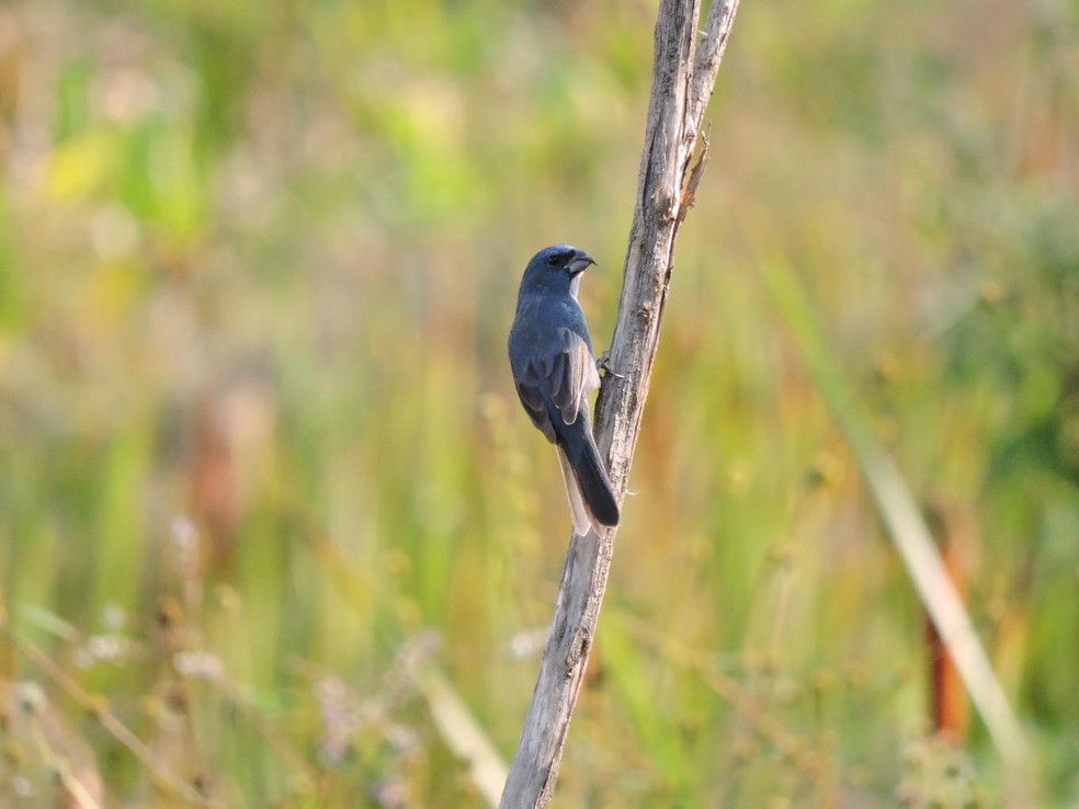 Fã das aves, jovem observador destaca flagrantes da natureza | Terra da ...