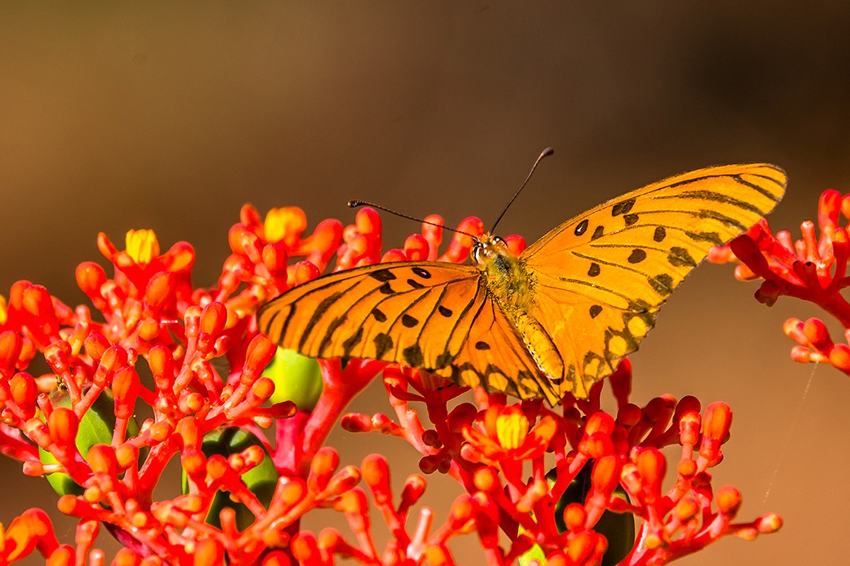Exposição fotográfica aproxima os visitantes da fauna e flora ...