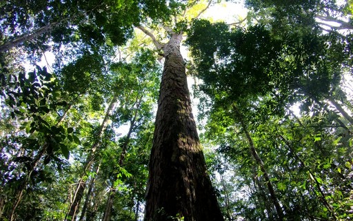 Árvores da Amazônia são Árvores da Amazônia são