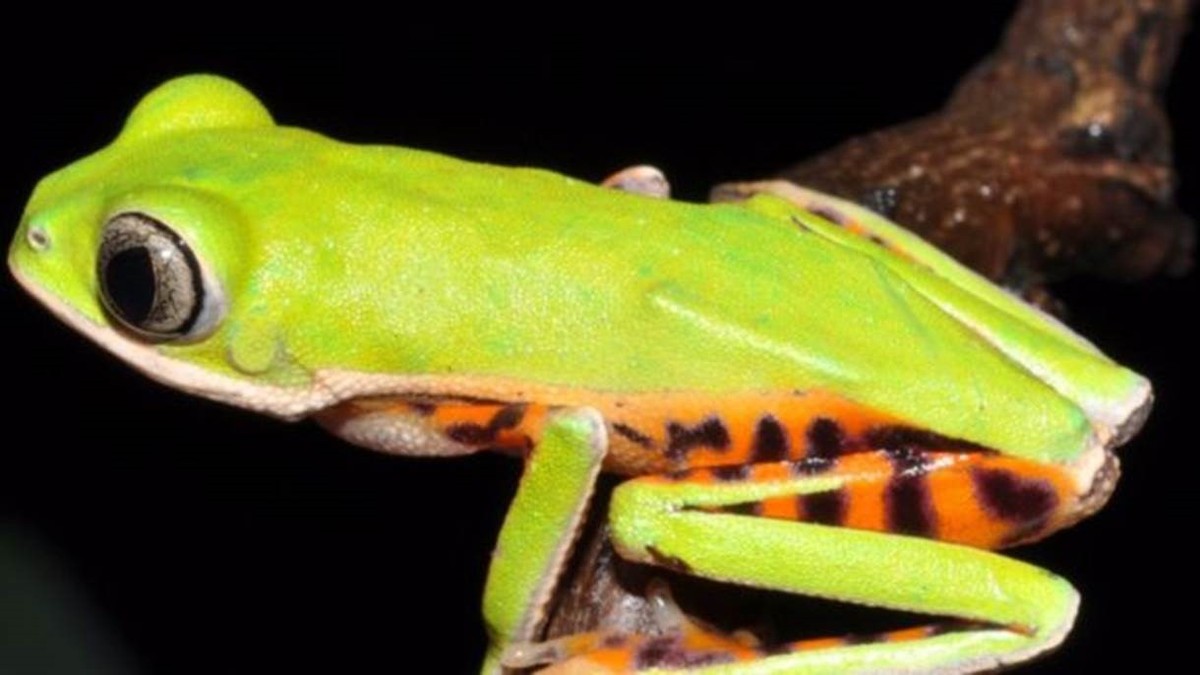 Cientistas brasileiros usam canto e DNA para identificar nova perereca ...