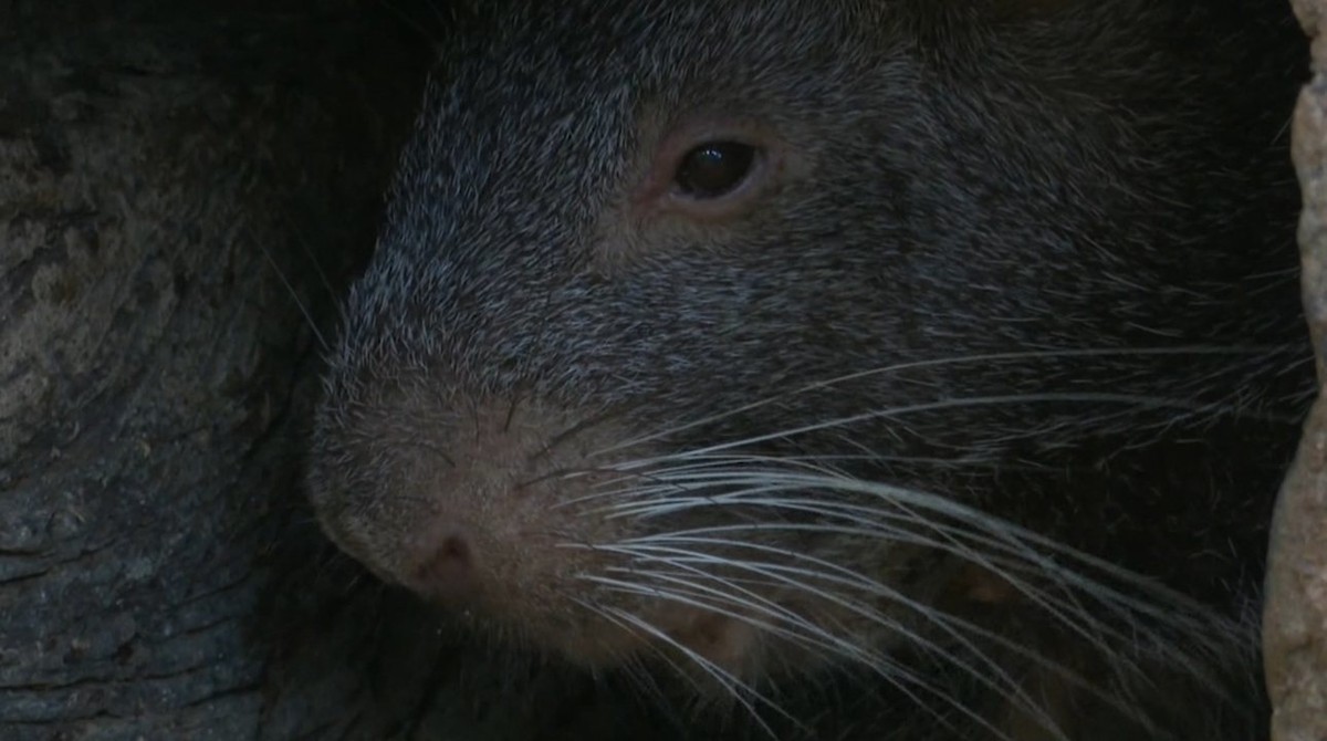 Única pacarana fêmea criada em zoológico no país está em quarentena ...