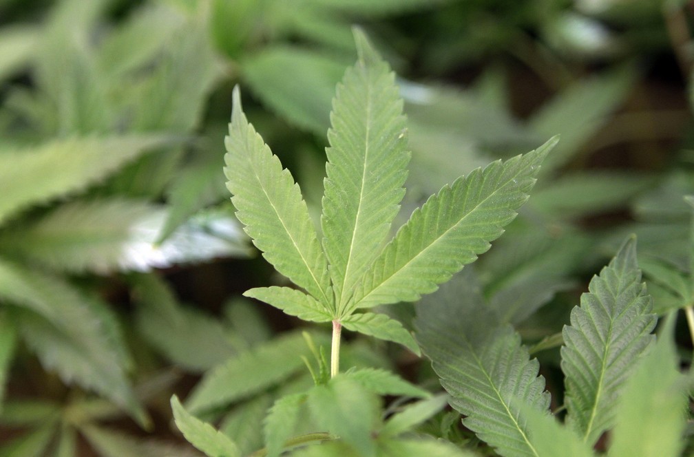 MPF cobra regulamentação da maconha para pesquisas com fins medicinais ...
