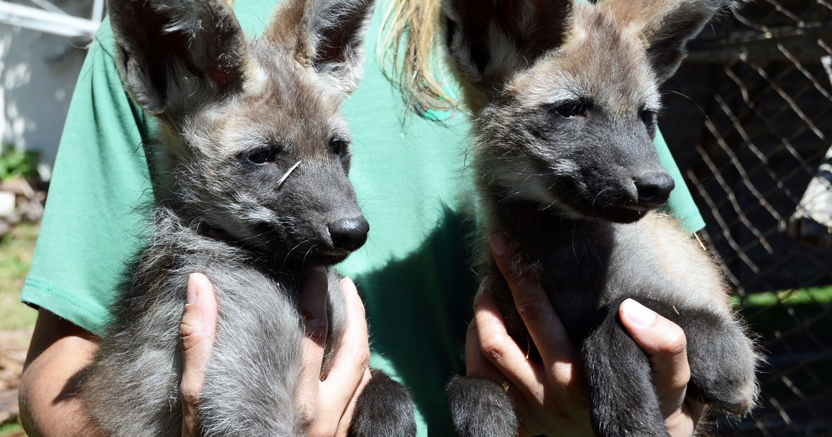G1 - Filhotes de lobo-guará são os novos habitantes do zoológico de ...