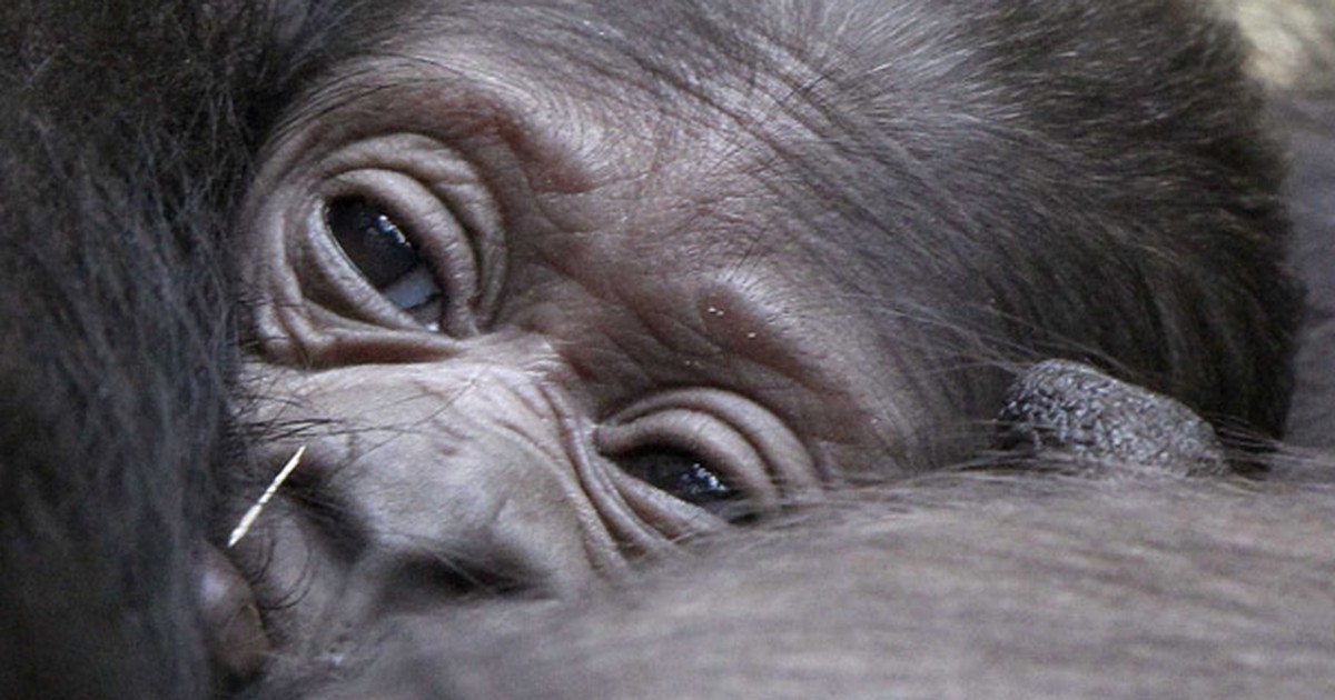 Natureza - Gorila recém-nascido é fotografado no zoológico de Zurique
