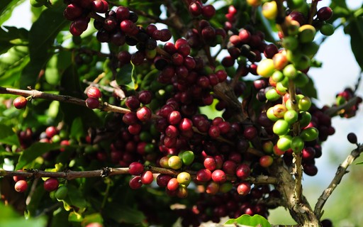 UDC oferece curso online de adequação ambiental na cafeicultura ...
