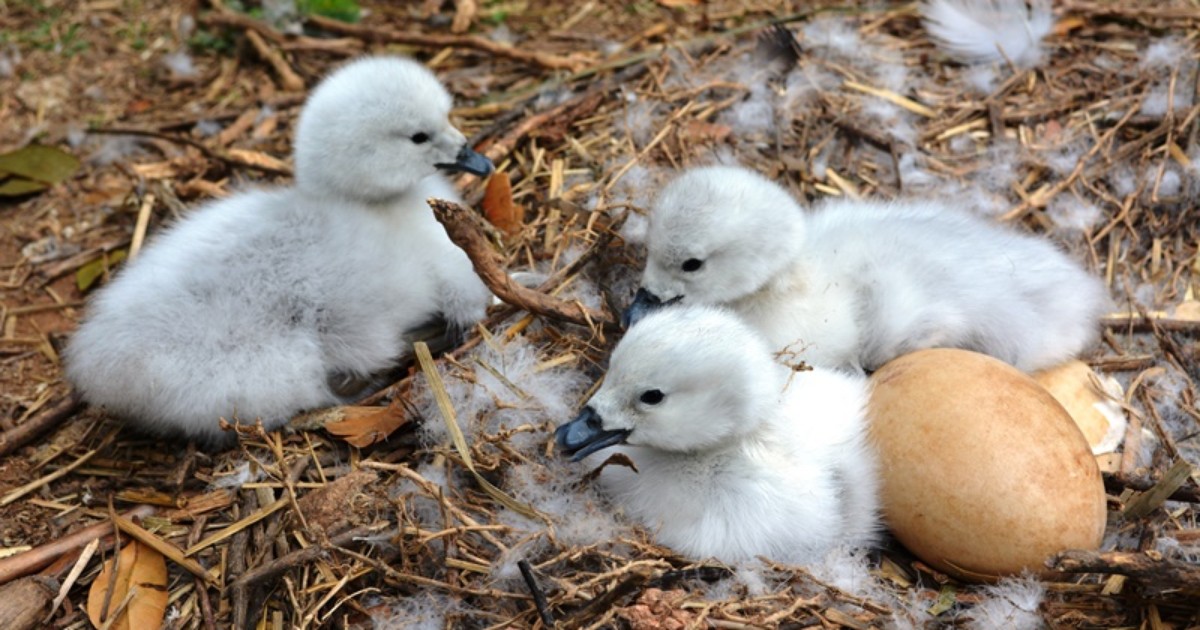 G1 - Filhotes de cisnes nascem no zoológico do Parque Beto Carrero ...