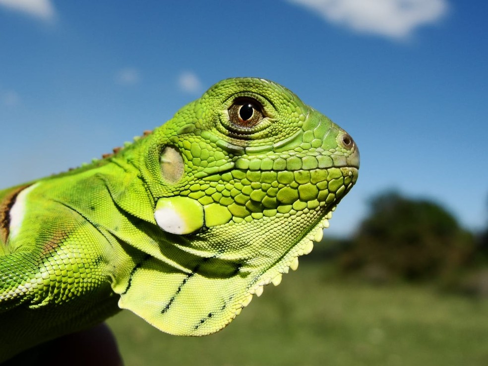 Registros da Caatinga revelam detalhes do bioma exclusivo do Brasil ...
