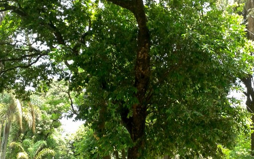 Conheça o oiti e seus frutos - Revista Globo Rural | GR Responde