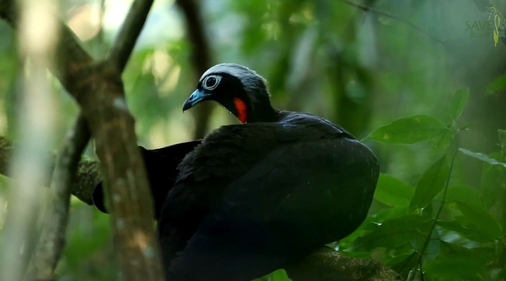 Projeto reintroduz jacutinga na Mata Atlântica | Terra da Gente | G1