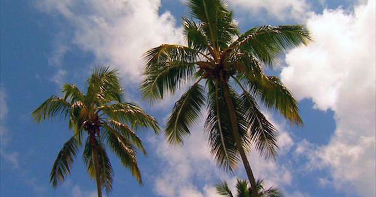 G1 - Coqueiro - notícias em Flora