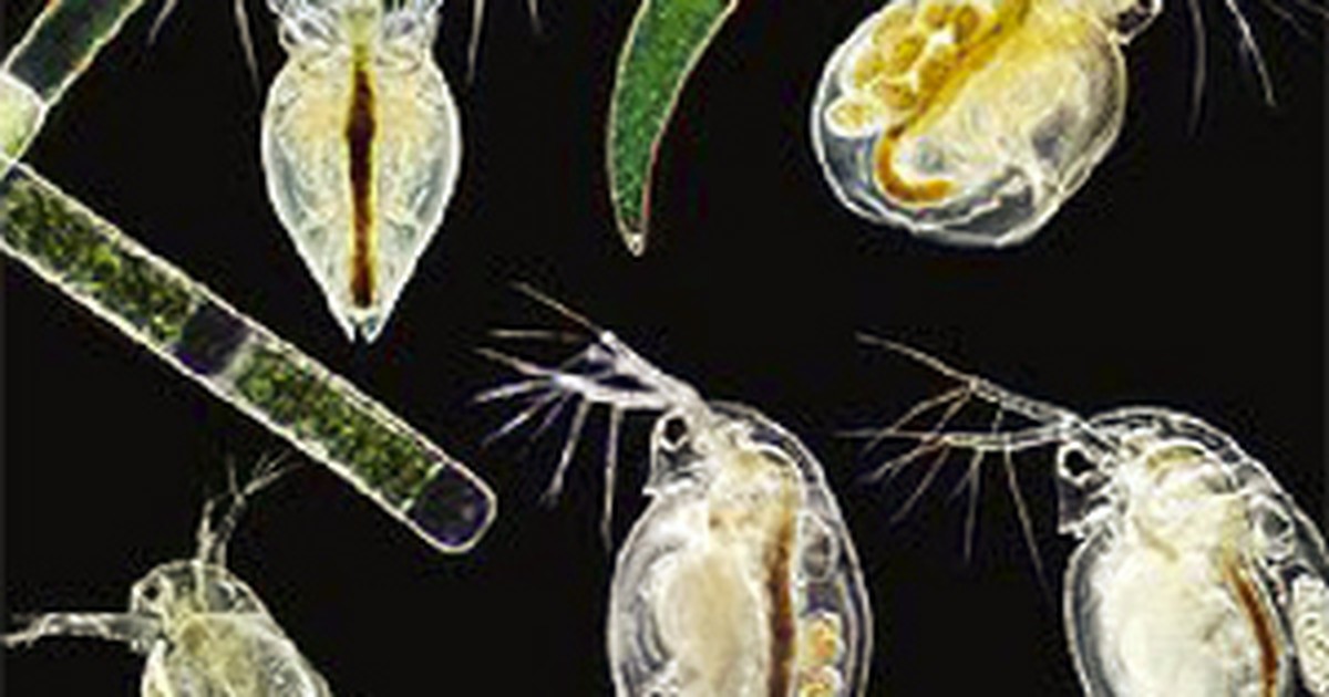 Natureza - Plâncton dos mares pode absorver o dobro do CO2 previsto ...