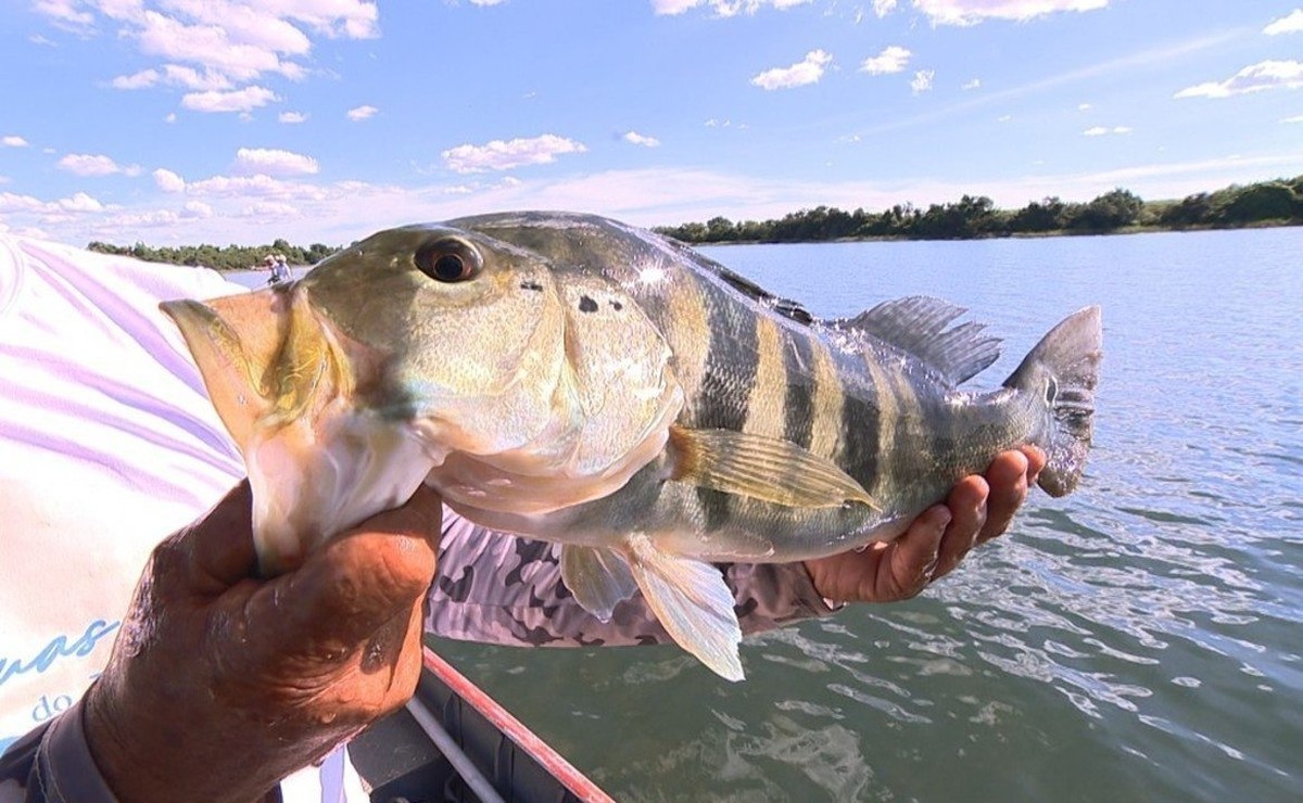 Pesca em Colômbia (SP) une história e diversão | Terra da Gente | G1