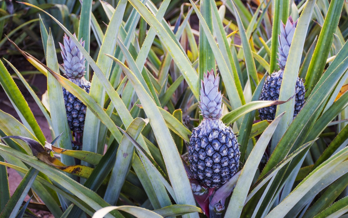 Unidade do abacaxi custa em média R$ 1,71 em Rondônia, diz Emater ...