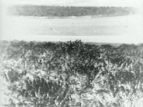 Geada Negra - Qual A Diferenca Entre Geada Branca E Geada Negra ...