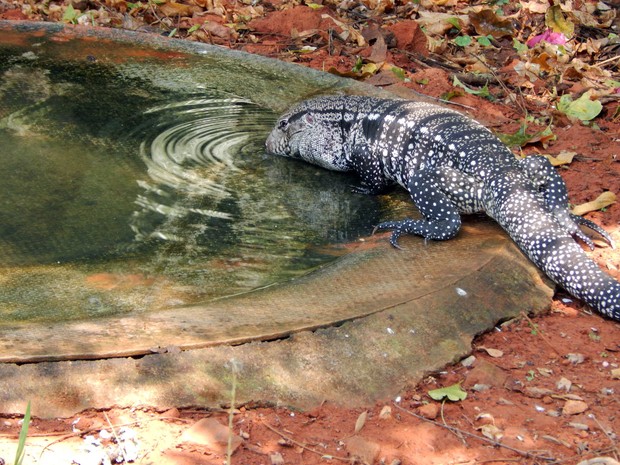 G1 - Canário-da-terra com filhote e teiú são fotografados em Boa ...