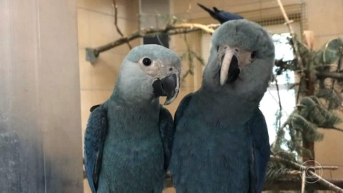 Ave típica da Bahia e que estava extinta da natureza, ararinha-azul ...