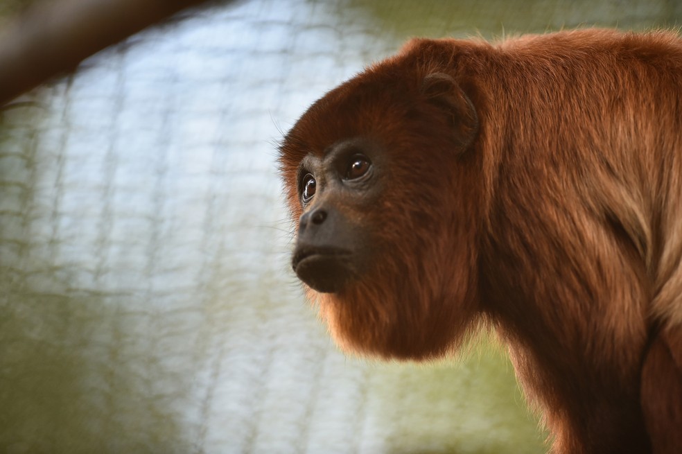 Macacos-japoneses do Zoo de Brasília fazem atividades para 'quebrar ...