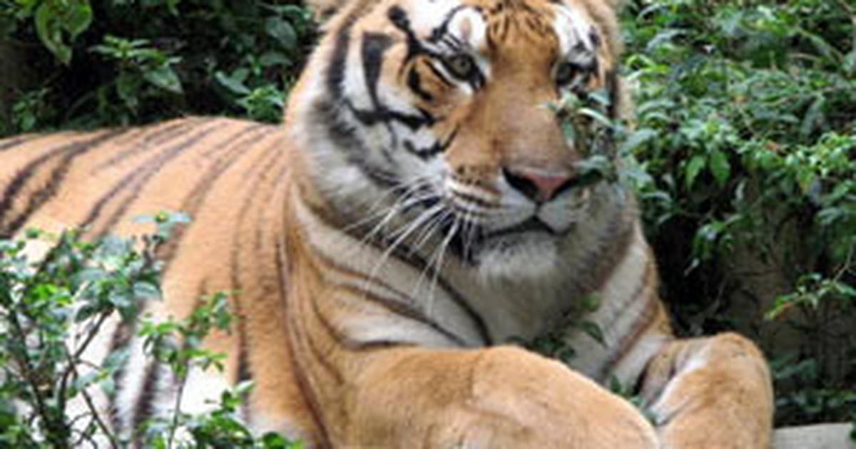 G1 - Riozoo faz promoção especial para o Dia das Crianças - notícias em ...
