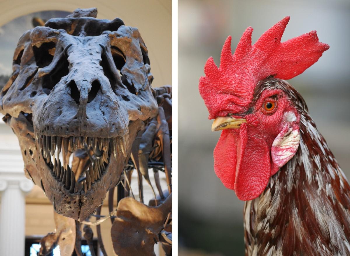 A Galinha é Parente Do Dinossauro - RETOEDU