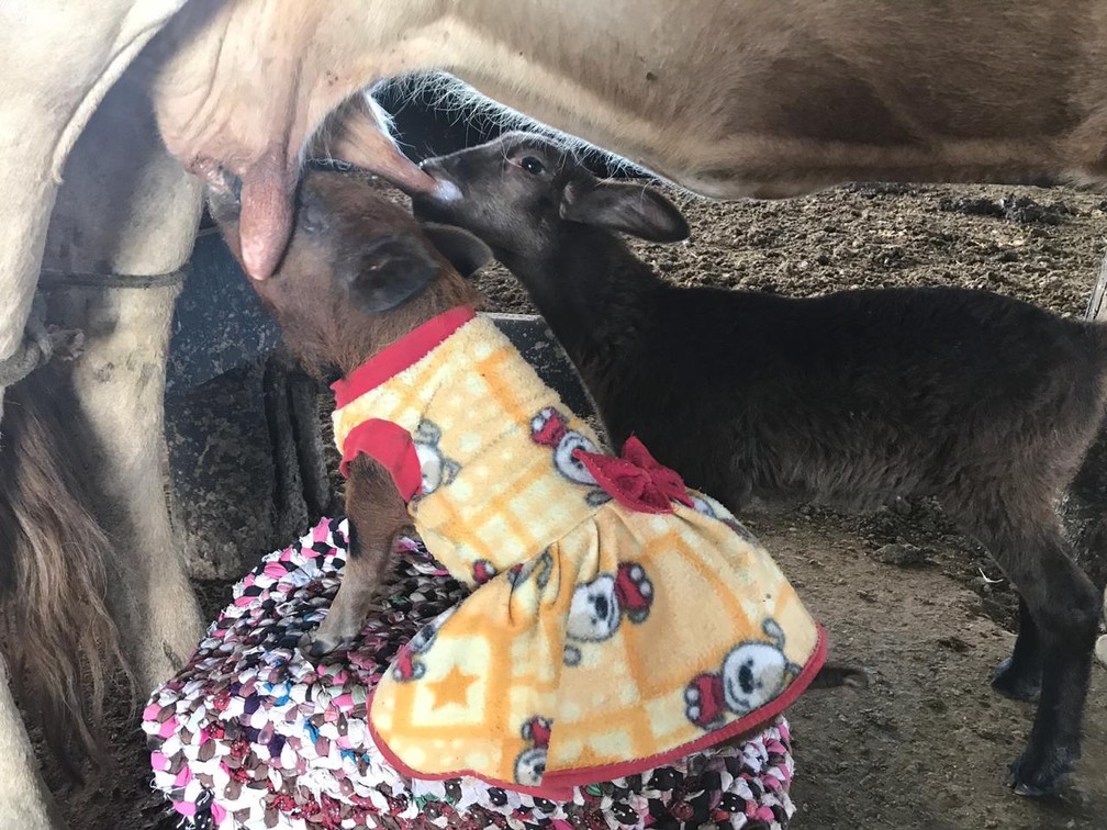'Estavam passando fome', diz dona de vaca que amamenta porca e cabrita ...